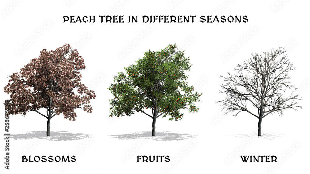 Deciduous Tree in four seasons - Peach Tree - isolated on a white ...