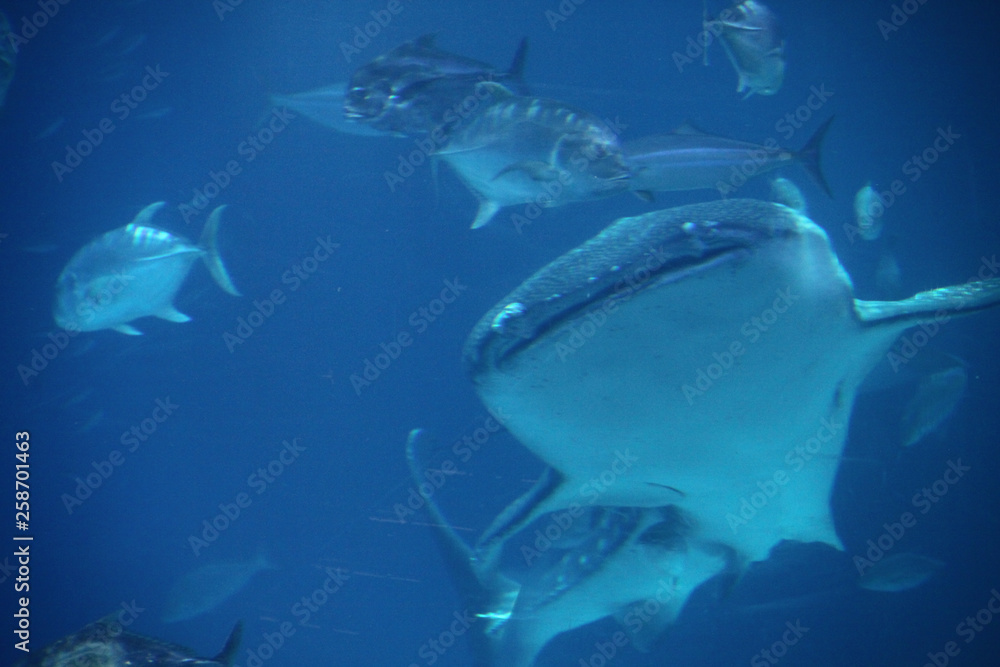Fish swimming with whale shark, Blue ocean underwater creatures ...