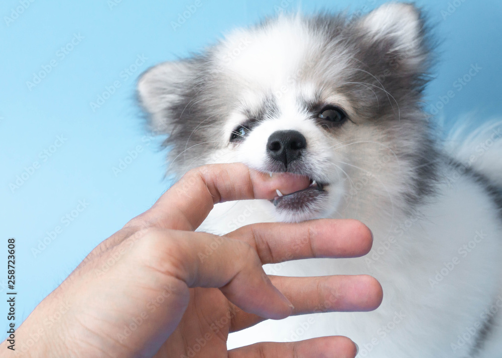 Dog Bite Finger