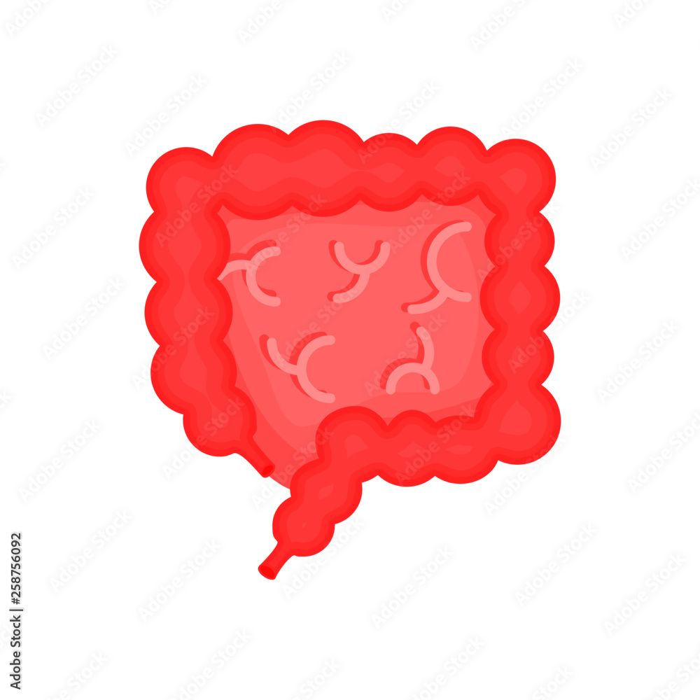 Human digestive tract Intestine anatomy icon. flat cartoon style ...