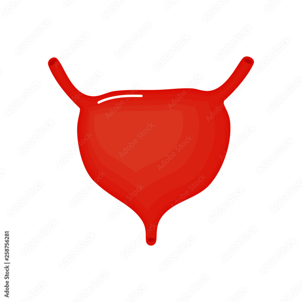 Human bladder anatomy icon. flat cartoon style. bright and cute ...