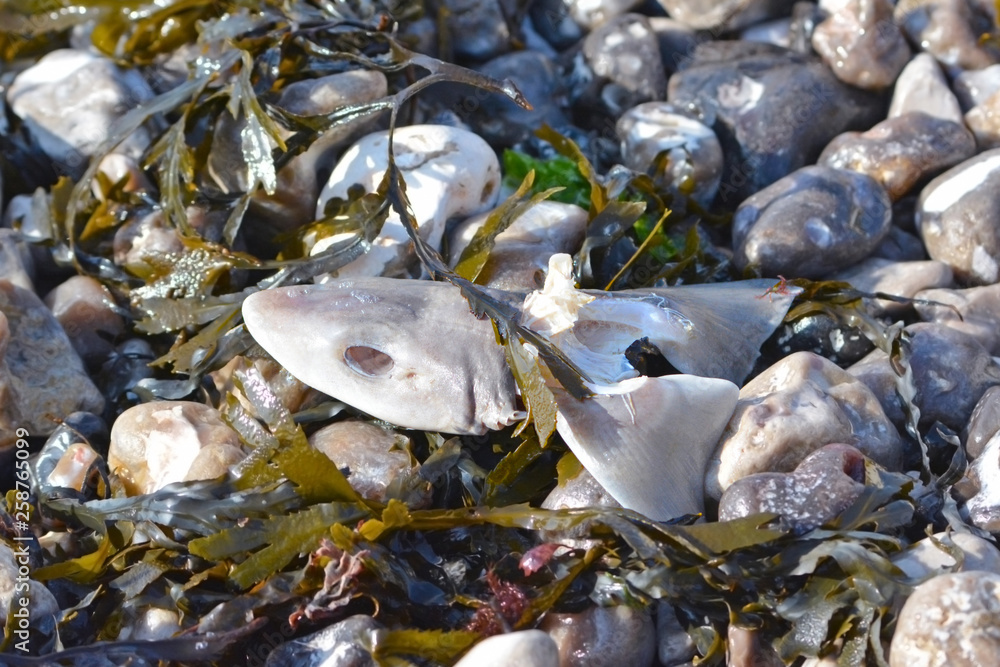 Fish head thrown away by fishing vessels as waste and washed ashore or ...