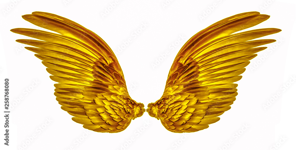 gold wing of bird on white background Stock Illustration | Adobe Stock