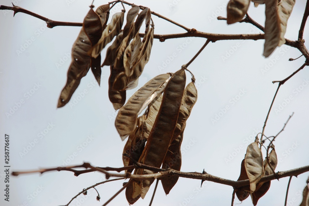 Fruits and seeds of white acacia. These fruits and seeds perplexed on ...