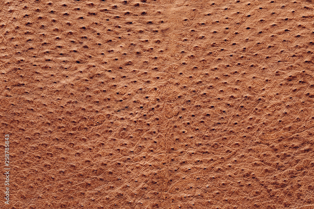 Ostrich skin texture Stock Photo | Adobe Stock