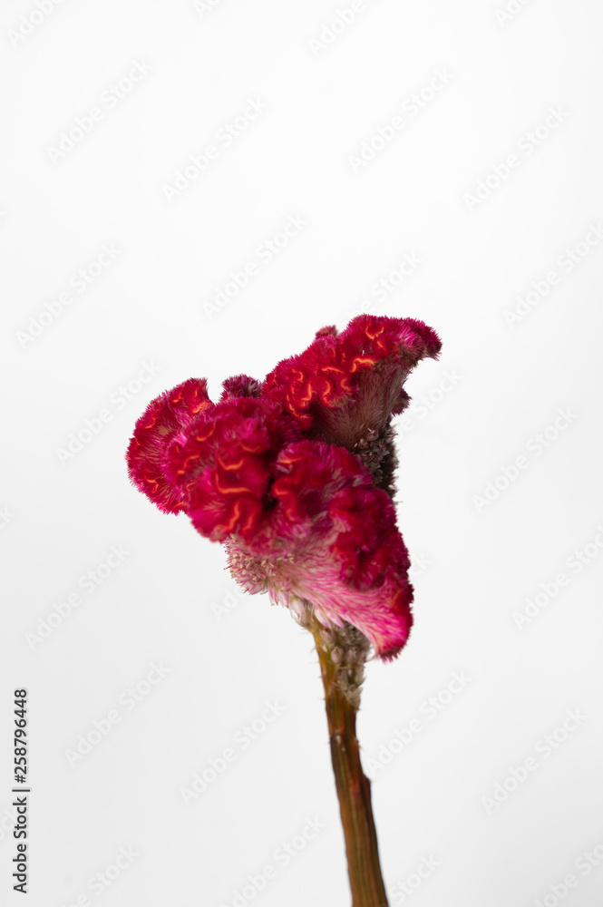 Red Velvet Celosia Flower