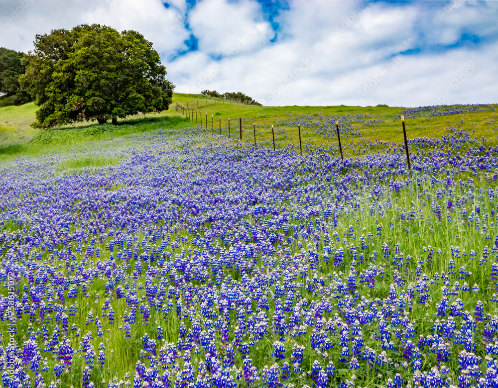 A super bloom ("superbloom") of colorful blue and purple Sky Lupine ...
