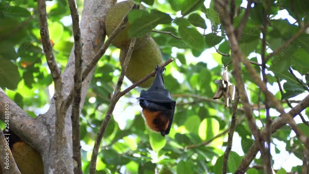 Flying Fox (Pteropus Seychellensis) hanging upside down on a tree ...