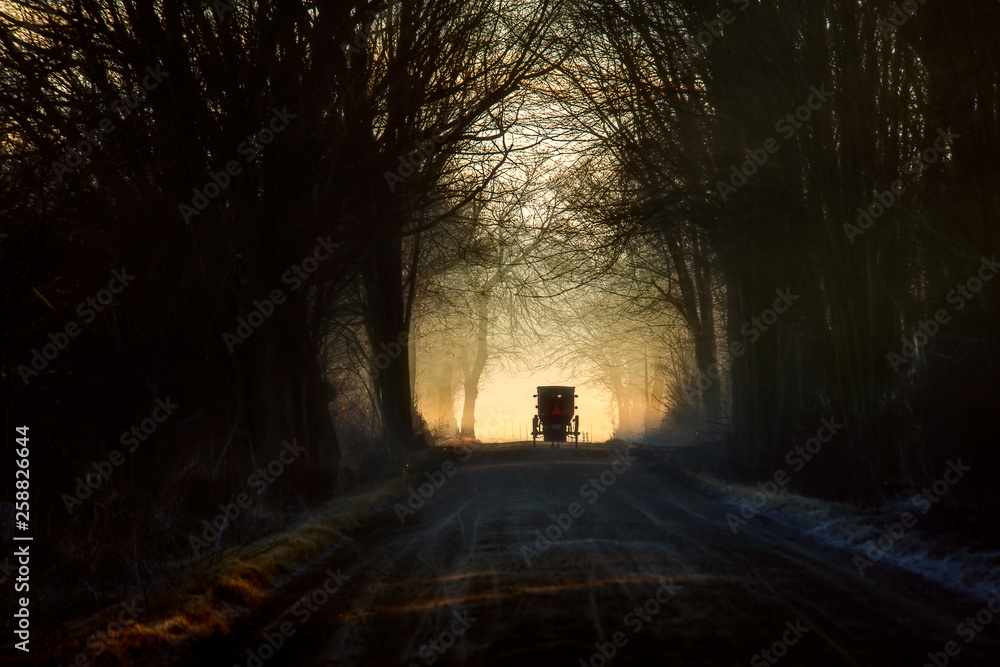 Amish Buggy in Tree Tunnel Stock Photo | Adobe Stock