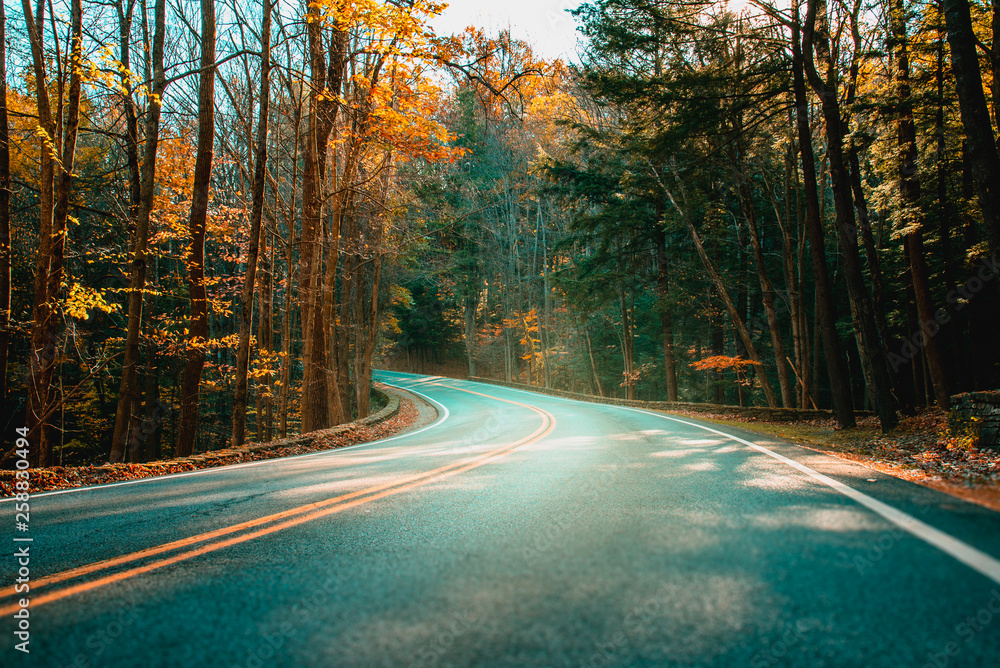 road in forest Stock Photo | Adobe Stock