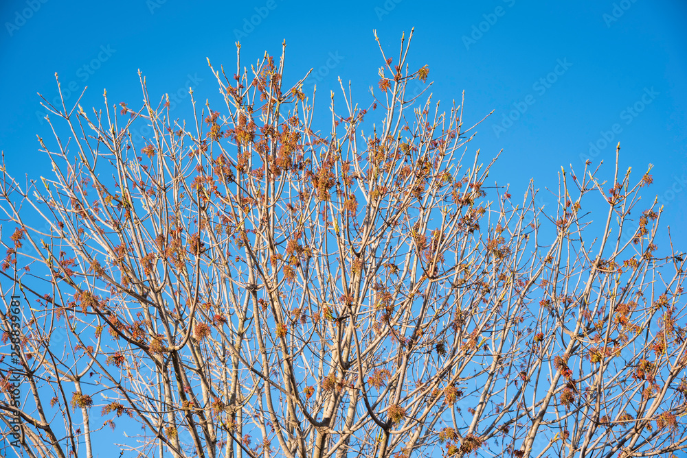 The visible branches of a hibernating tree with a few hanging leaves ...