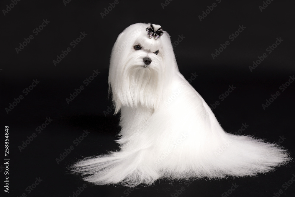 maltese dog on black background Stock Photo | Adobe Stock
