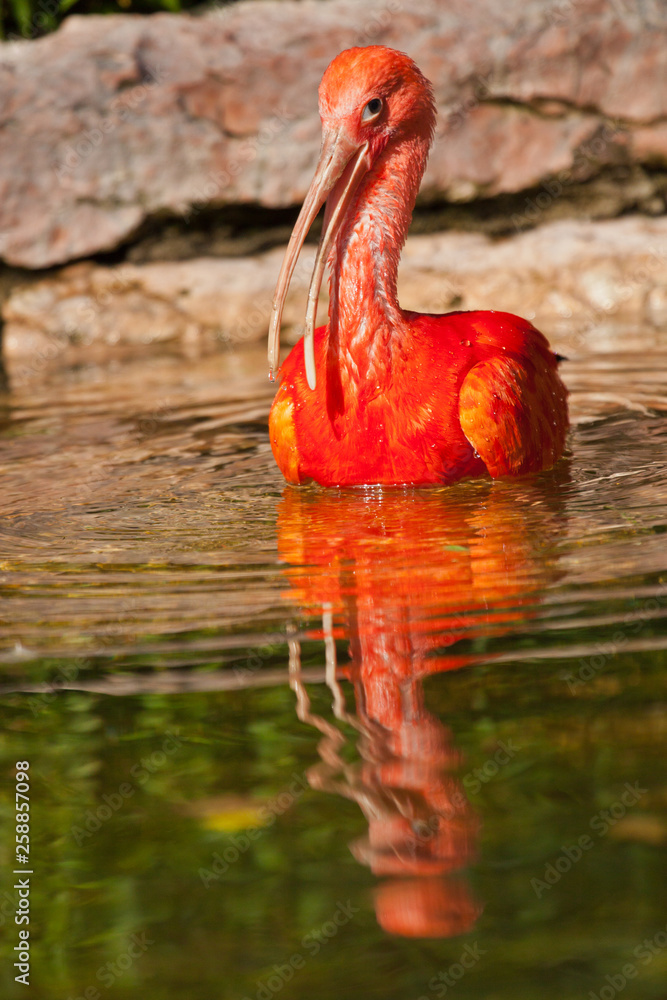 Scharlachsichler (Eudocimus ruber), Roter Sichler foto de Stock | Adobe ...
