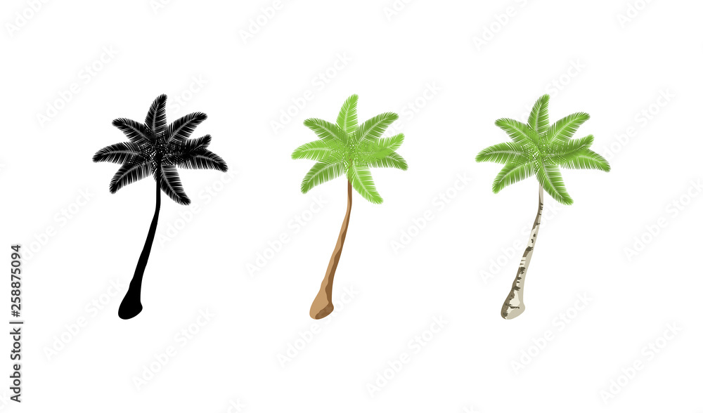 Palm trees collection. Palm trees. Three Palm trees in three style ...