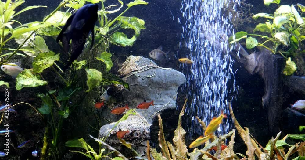 school of freshwater fish, scalar in the aquarium. underwater plants ...