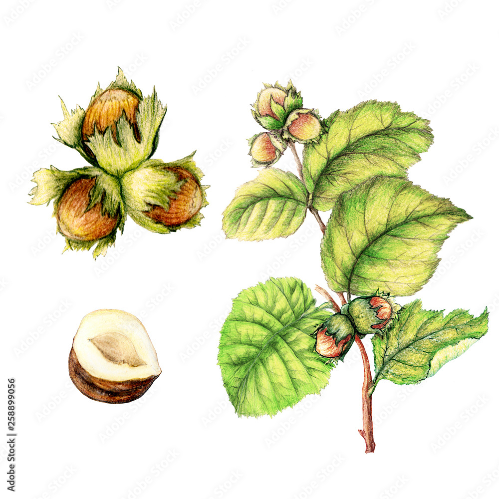 Botanical illustration of hand drawn hazelnut Stock Illustration ...