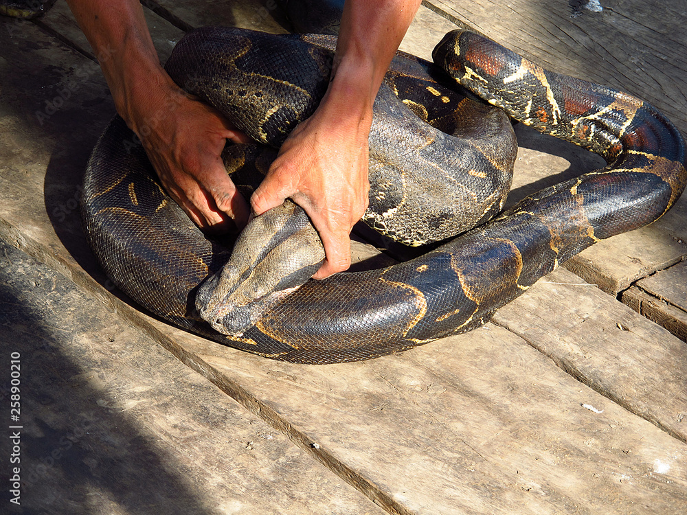 Anaconda Snake In Amazon River