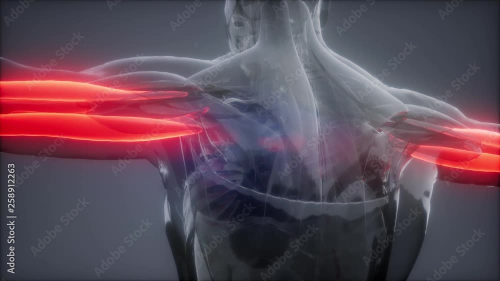 triceps - Visible muscle anatomy map vídeo do Stock | Adobe Stock