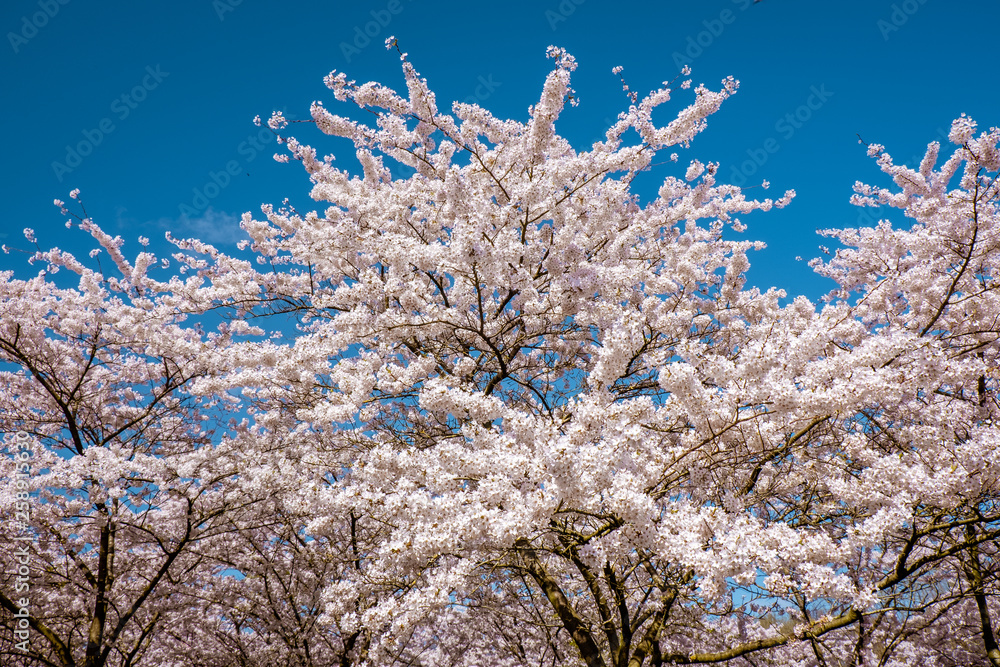 blooming cherry blossom tree in the forest of Amsterdamse bos in the ...