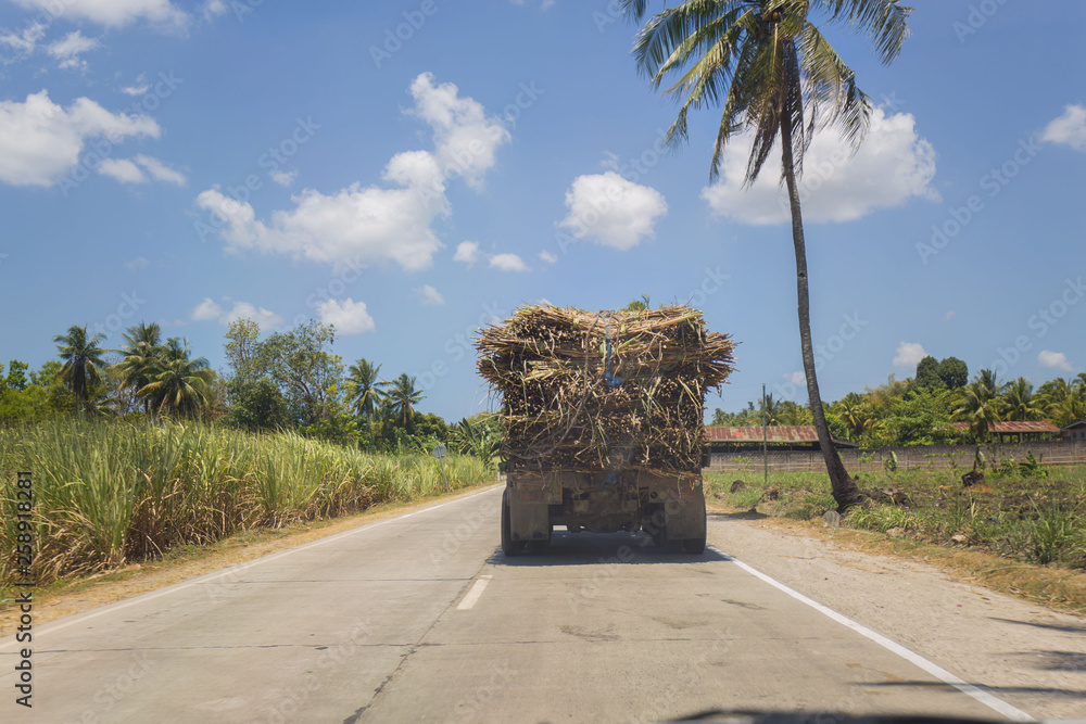 sugar cane trucks transportation in north of cebu with sugar cane ...
