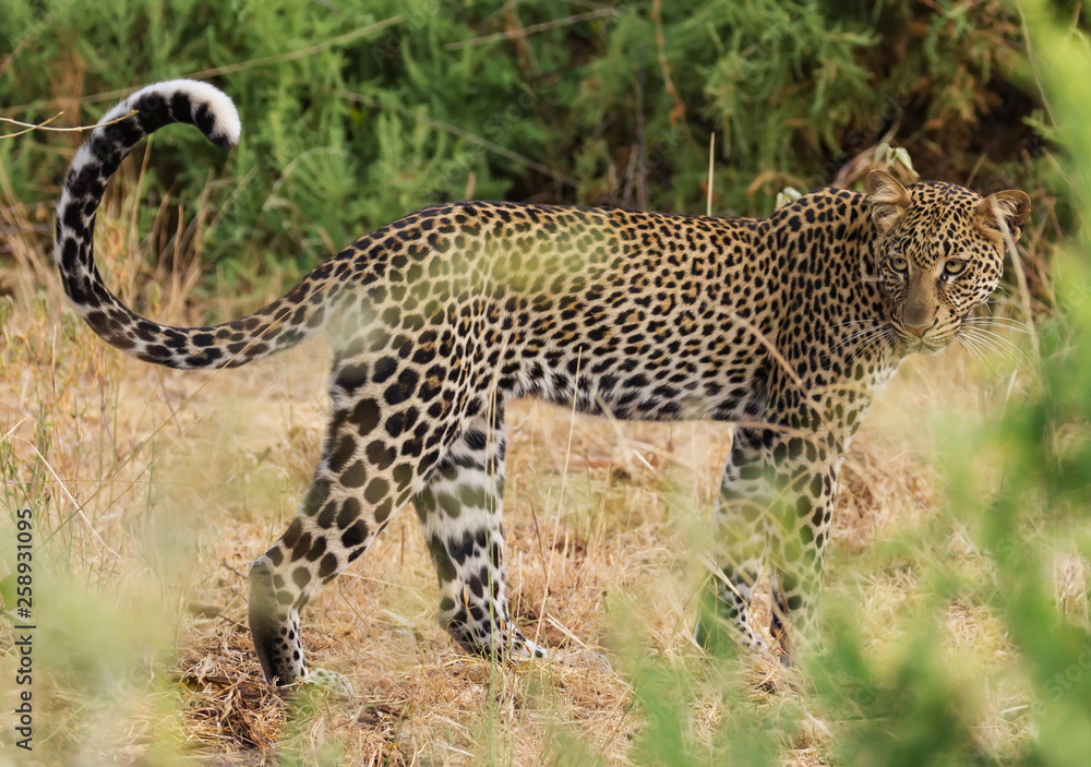 Leopard Panthera Pardus side full body face looking back eyes long ...