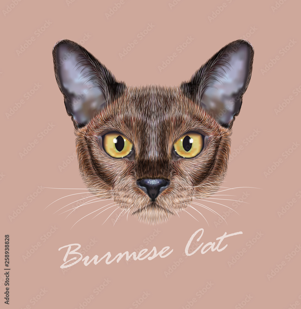 Burmese cat animal cute face. Vector young sable chocolate purebred ...