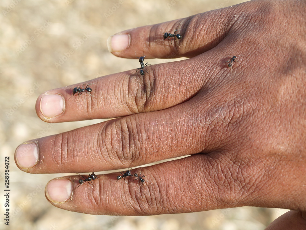 An Moroccan mans hand in the desert, covered with desert colony ants ...