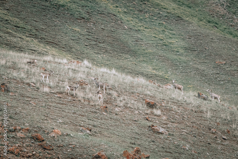 The argali, or the mountain sheep is a wild sheep that roams the ...