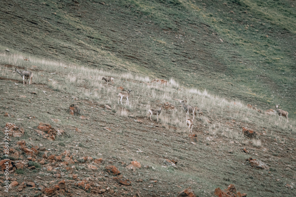 The argali, or the mountain sheep is a wild sheep that roams the ...