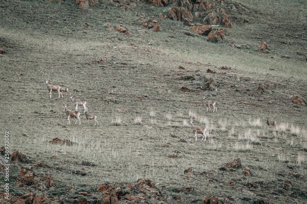The argali, or the mountain sheep is a wild sheep that roams the ...