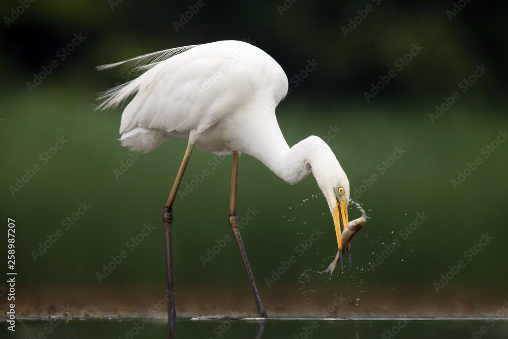 Poster The great egret (Ardea alba), also known as the common egret ...