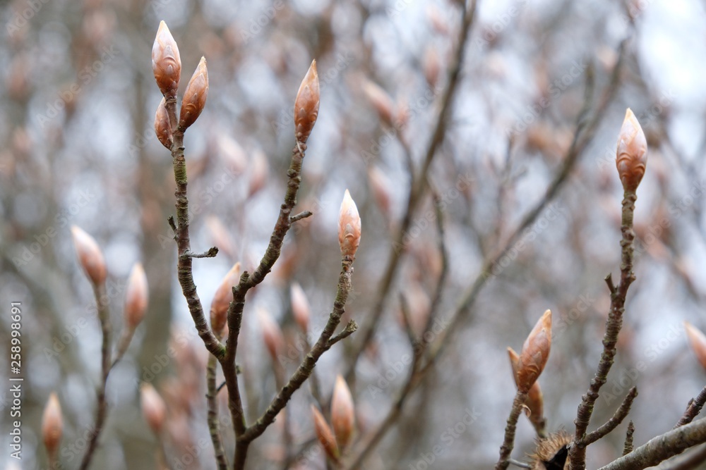 Buk pospolity (Fagus sylvatica) - pąki na drzewach wczesną wiosną ...