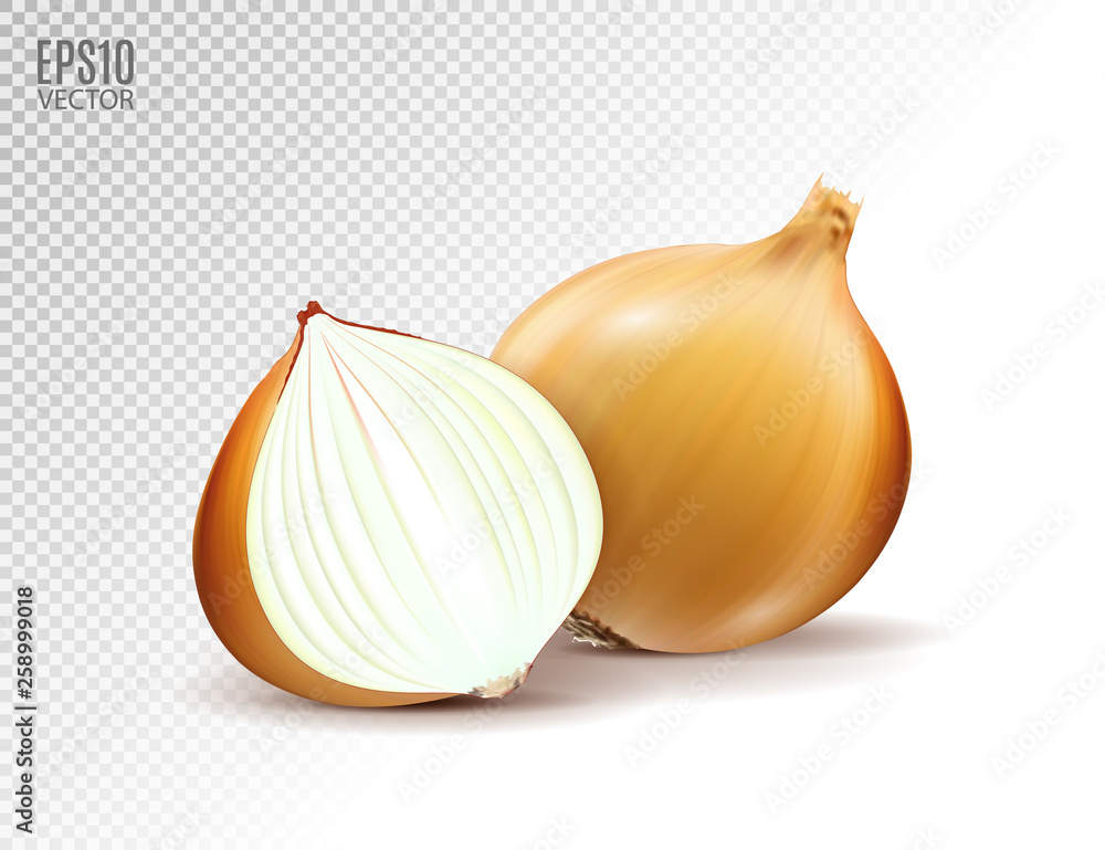 Vector fresh onion with half on a transparent background. Realistic ...