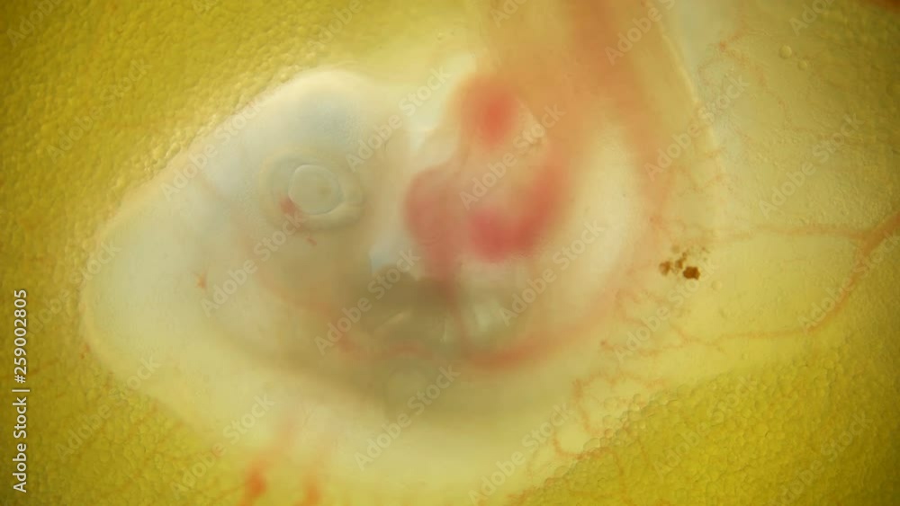 heartbeat and blood flow through the vessels in a chicken embryo in an ...
