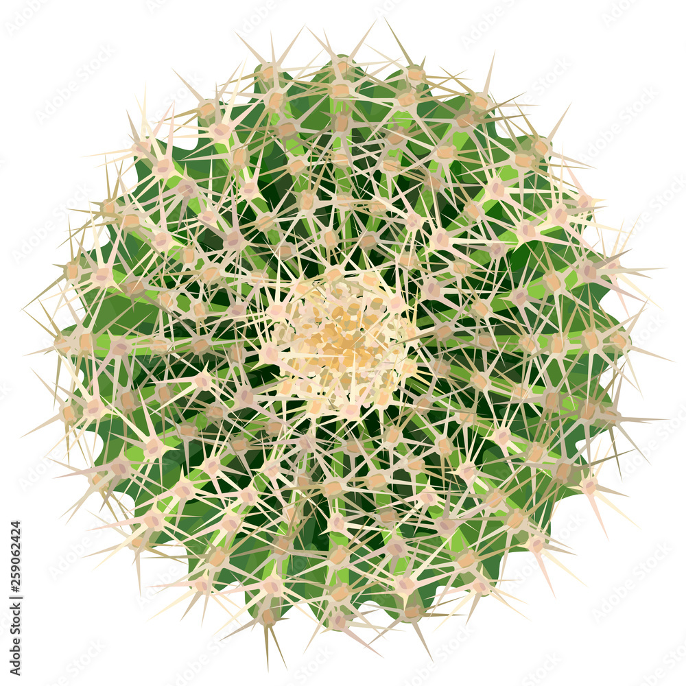 Vetor de Realistic vector illustration of cactus houseplant top view do ...