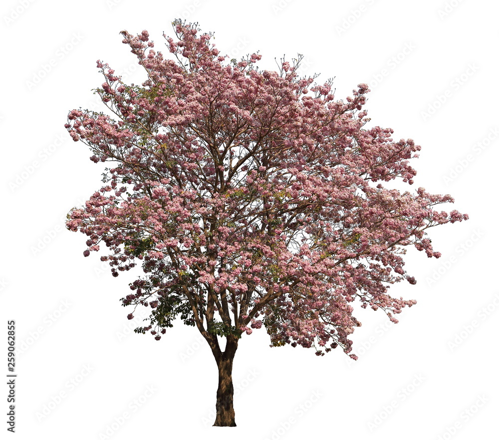 Tabebuia tree pink poui or rosy trumpet flower the national tree of El ...