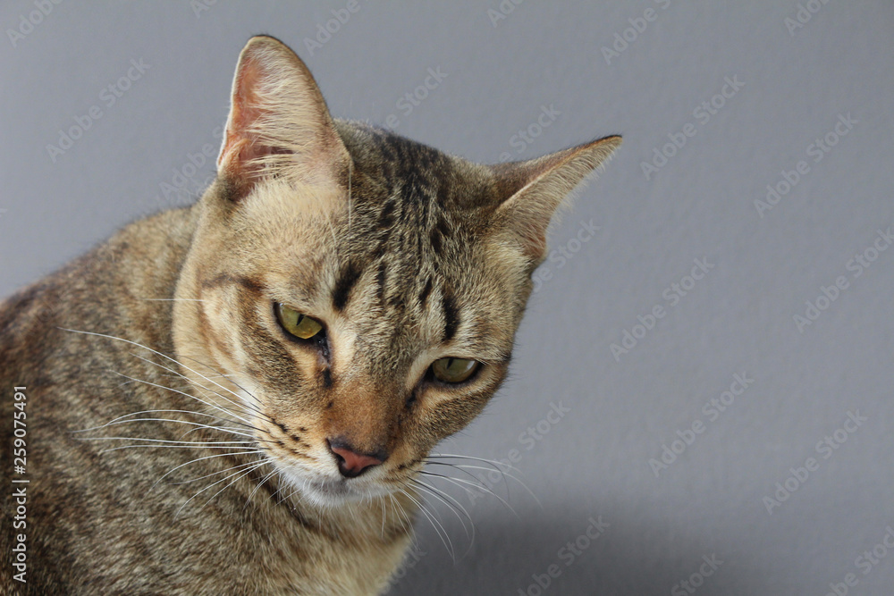 Cat Looking Down Profile