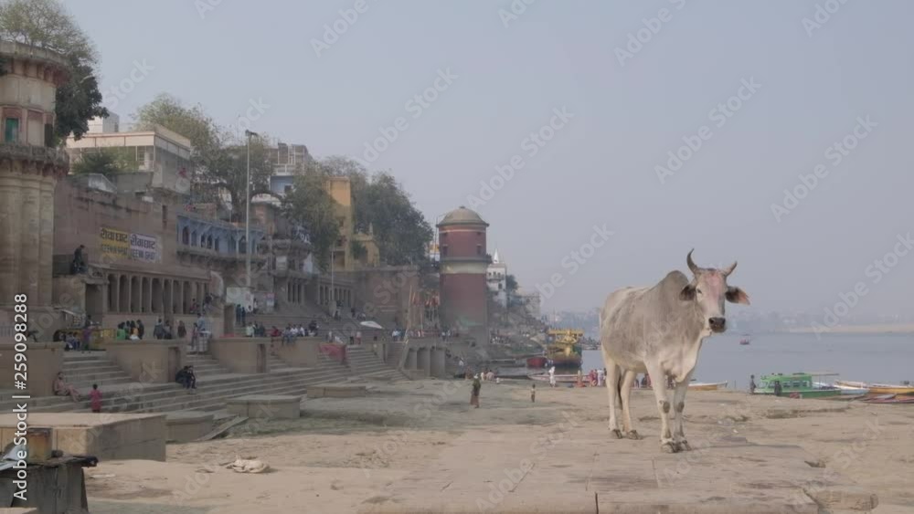 Vidéo Stock Cow, a sacred animal for Hindus, on the holy ghats of river ...