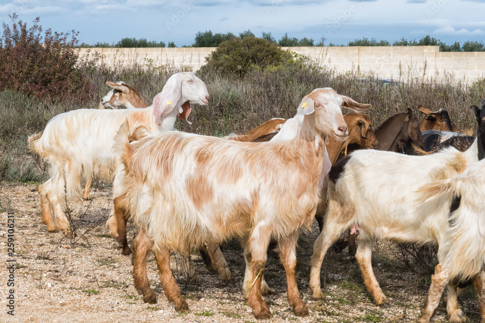 Foto de A herd of goats wanders to pasture. Ecological goat raising ...
