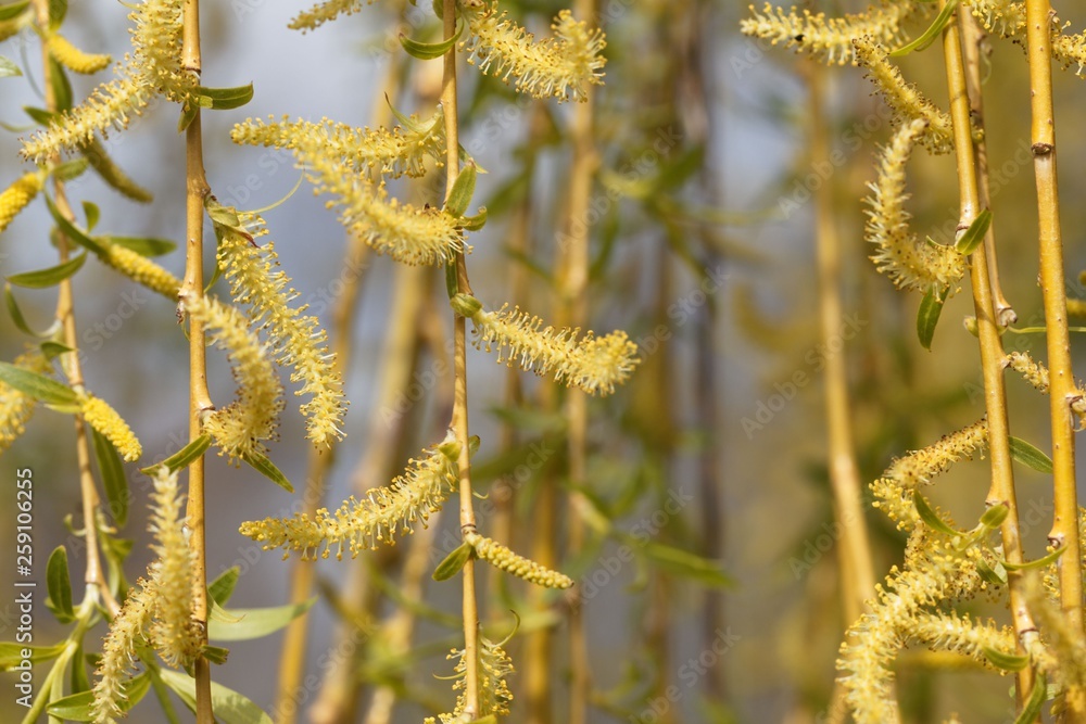 Willow Catkin