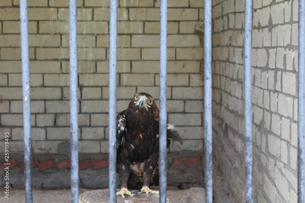 Bird, Gray-faced Buzzard Eagle,Butastur indicus in cage and losing ...