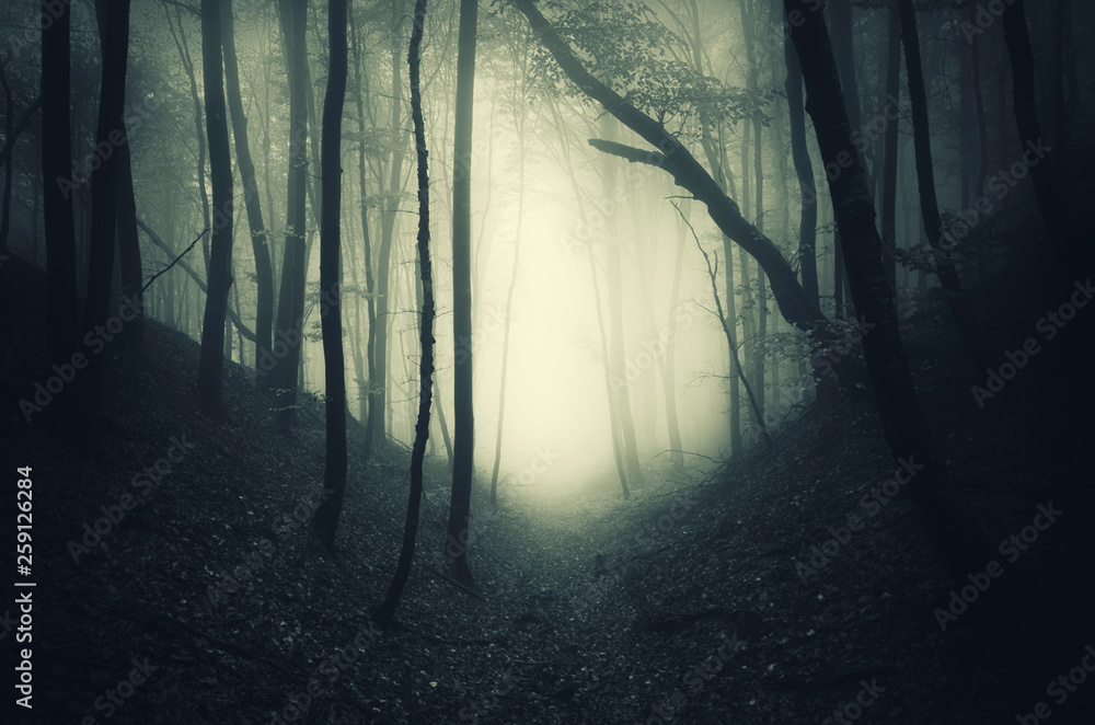 dark mysterious forest path leading to wonderland Stock Photo | Adobe Stock