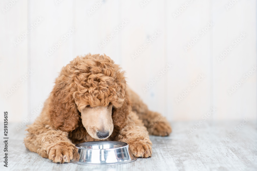 Poodle puppy eating food from dish at home. Empty space for text Stock ...