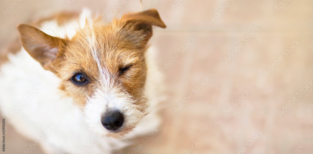 Web banner of a winking jack russell dog with funny ears as listening ...