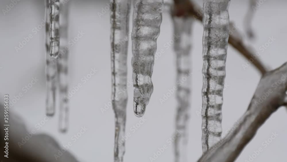 Melting dripping icicles from the branch in the early spring macro ...