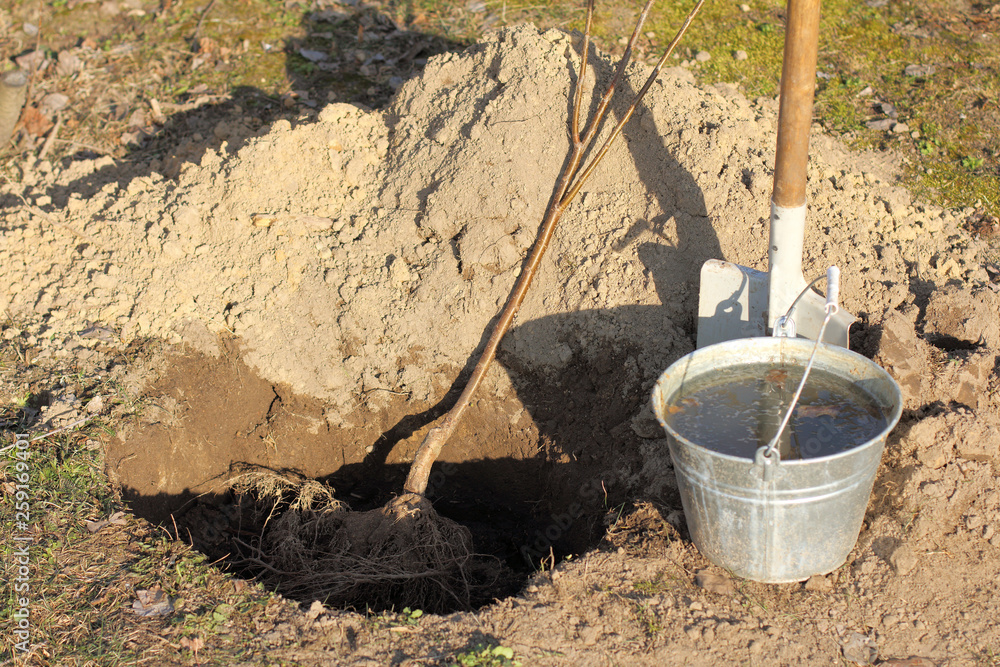 fruit tree seedling with an open root system in a prepared pit before ...