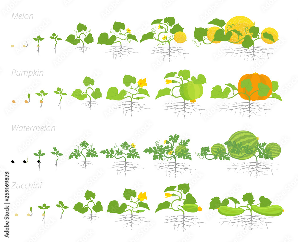 Cucurbitaceae Plants