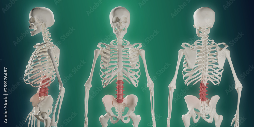 lower back pain, back bones, Lumbar Spine Anatomy, Lumbosacral Region ...