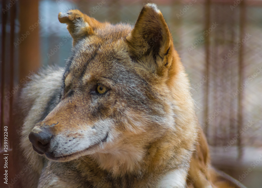 Wolves Fighting For Alpha