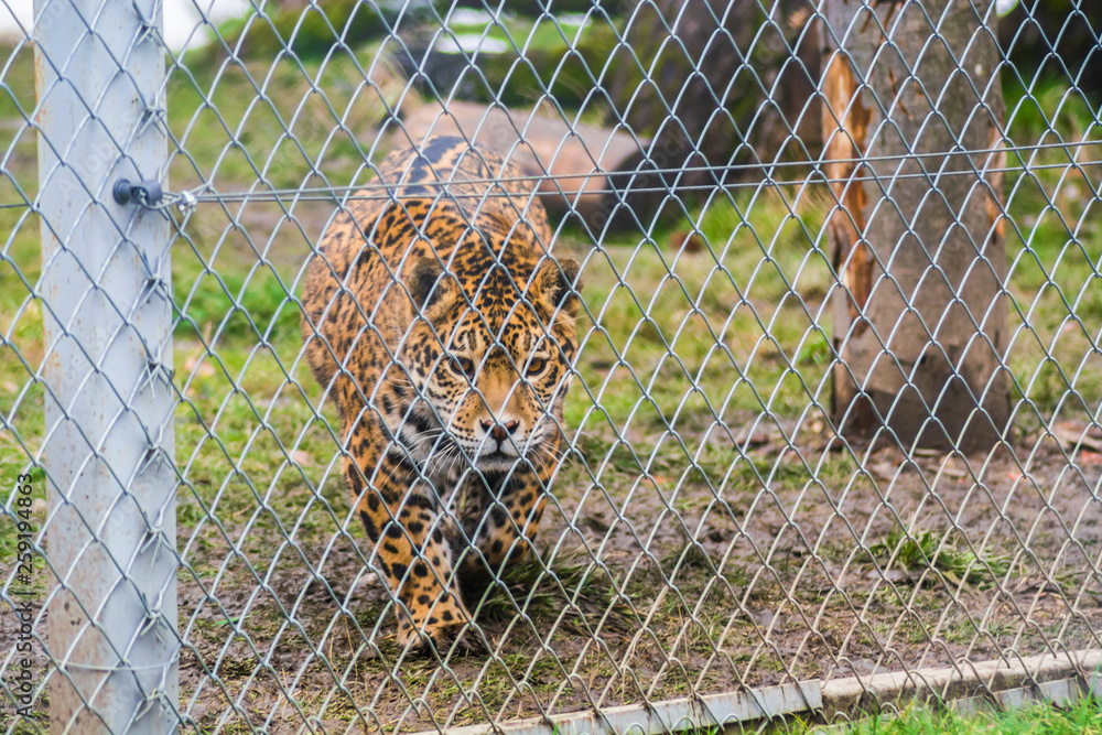 Jaguar held captive in a zoo cage looking through the fence holes ...